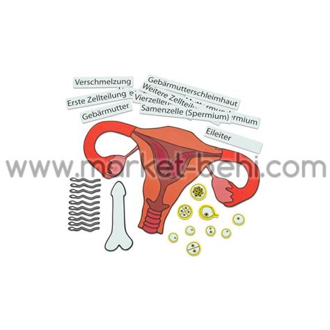 Човешки репродуктивни органи магнитни