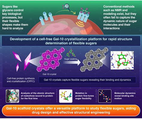 Galectin 10 Crystals Reveal Sugar Structures Mirage News