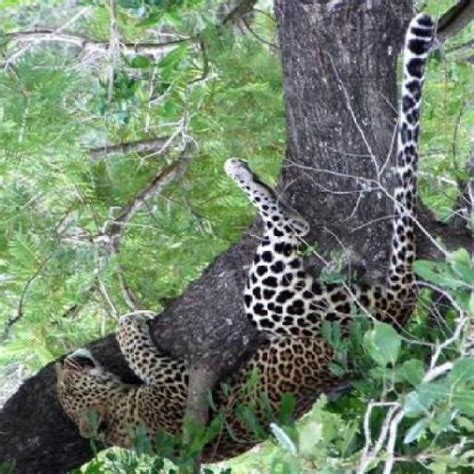 Wildsense Object Detection Dataset By WildSense