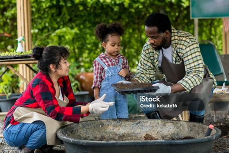 시골의 채소밭에있는 아프리카 계 미국인 가족 어머니 아버지 어린 딸이 가정 정원 밭에 채소를 심고 있습니다 2 3 살에 대한 스톡 사진 및 기타 이미지 Istock