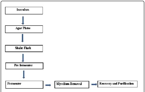 General Outline Of Fermentation Process Download Scientific Diagram