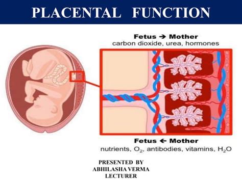 Placental Function Ppt