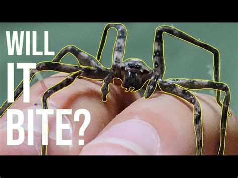 Giant Huntsman Spider Bite Exploring Huntsman Spiders An Iconic