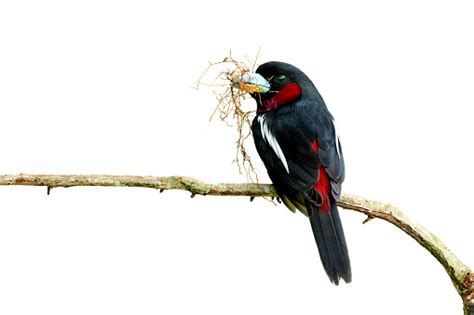 블랙 레드 Broadbill 아름 다운 번 식 시즌에 그것의 둥지를 구축 중첩 물자를 운반 하는 지점에 Perching 날개에