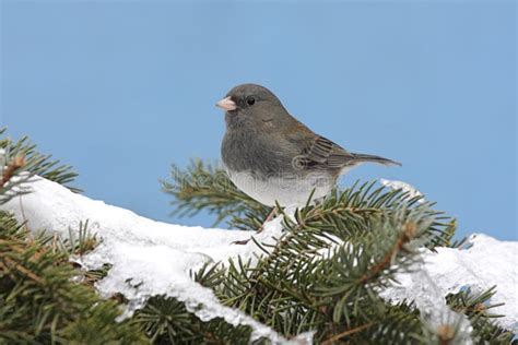 Dark Eyed Junco In Snow Stock Image Image Of Winter Spruce 7746377