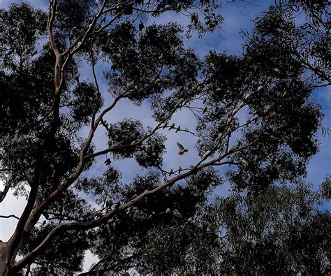 A Tree Full Of Corellas By Thorfinn7 On Deviantart