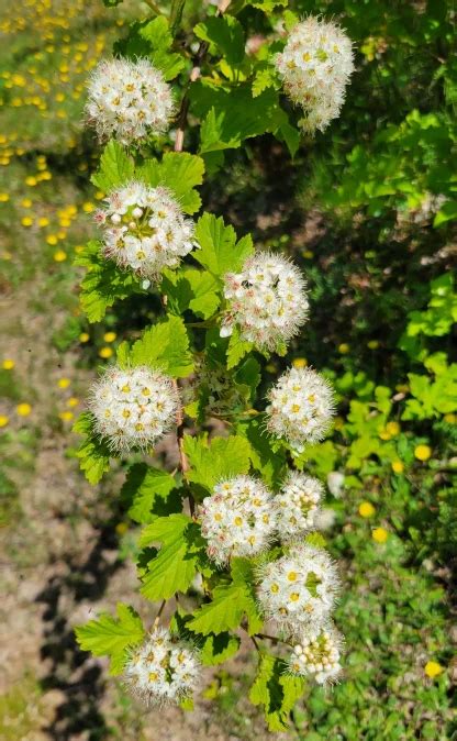 Ninebark New Hampshire Seedlings