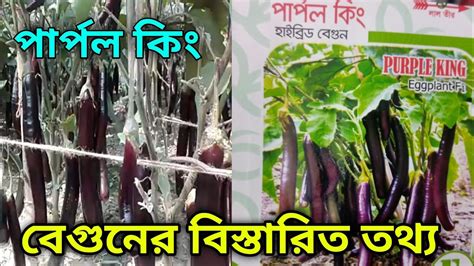 পার্পল কিং বেগুনের বিস্তারিত তথ্য।। পার্পল কিং বেগুন।। বেগুন চাষ পদ্ধতি