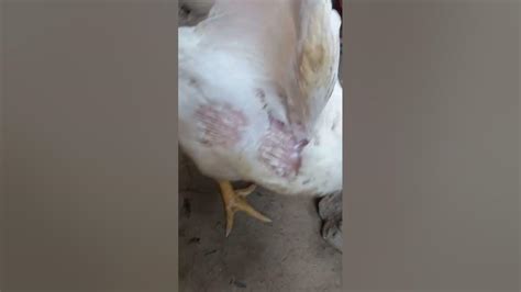 ঘরে পালা বয়লার মুরগী Youtube