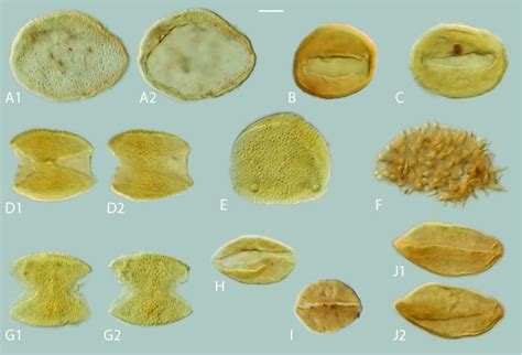 2 Light Microscopy LM Micrographs Of Palm And Palm Like Pollen Under
