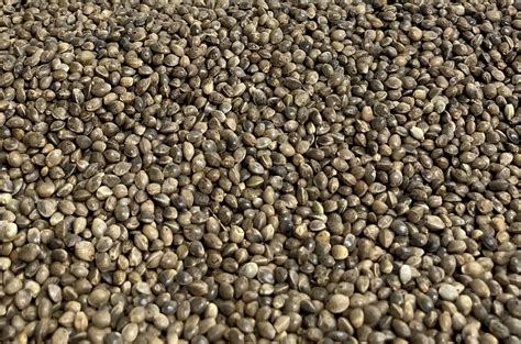Hemp Could Be The Next Superfood How One State Backed Company Is