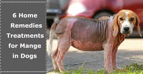 6 Home Remedies Treatments For Mange In Dogs