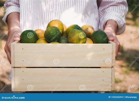 Portrait Of Agriculturist Farmer Woman Is Harvest Orange While Holding