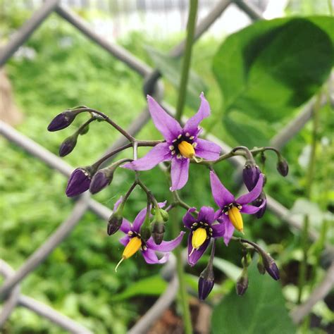 Weed Of The Month Bittersweet Nightshade Brooklyn Botanic Garden