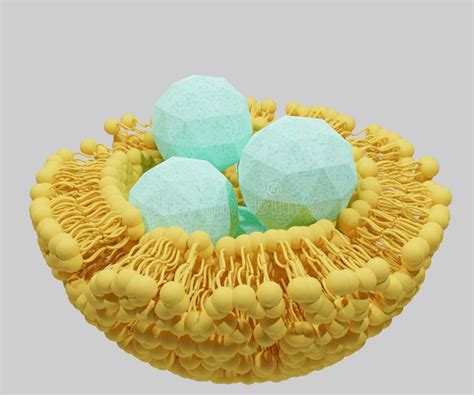 Lipid Bilayer Encapsulation Stock Illustrations 156 Lipid Bilayer