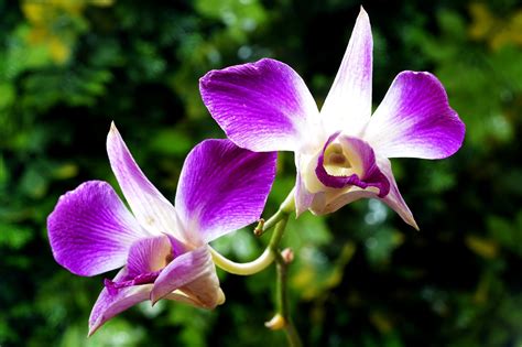 난초 꽃 자연 Pixabay의 무료 사진 Pixabay