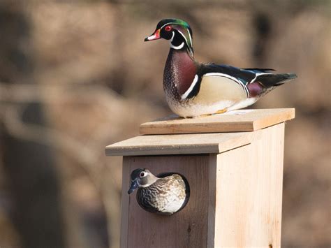 Birdhouse And Nest Box Plans For Several Bird Species The 52 Off