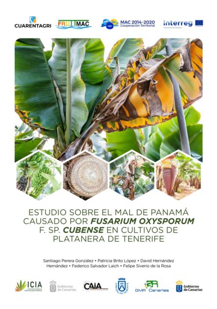 Nuevo Estudio Sobre El Mal De Panamá Causado Por Fusarium Oxisporum F