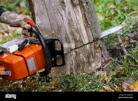 Cutting Tree With A Chainsaw Stock Photo Alamy
