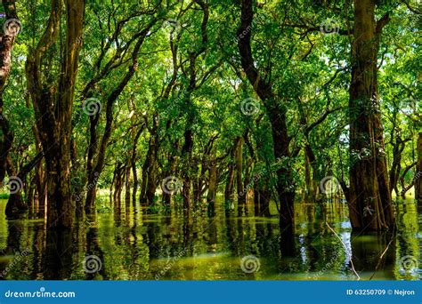 Flooded Trees In The Forest The River Overflowed Its Banks After The Rain And Flooded The Trees
