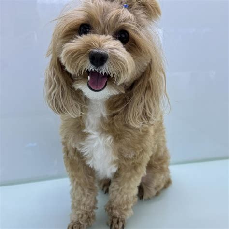 말티푸 초코 아메리칸코카스파니엘 꼬동 오드아이고양이 가필드고양이 그레이트피레니즈 말티푸성격 아기강아지 다리짧은강아지 다리짧은고양이 말티즈성격 삽살개분양 반려묘 큰개종류 작은