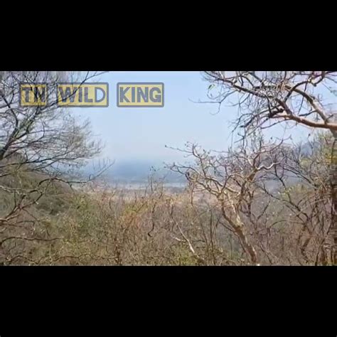 சத்தியமங்கலம் புலிகள் காப்பகம் கடம்பூர் வனப்பகுதியில் உடல் நலம் குன்றிய