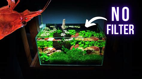 Adding RED CHERRY SHRIMPS To NO FILTER NO CO2 NO FERTS Aquarium EP2