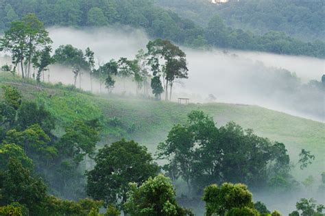 조밀한 열 대 우림 Chiang Dao 치앙마이 태국에서에서 아침 안개 0명에 대한 스톡 사진 및 기타 이미지 Istock