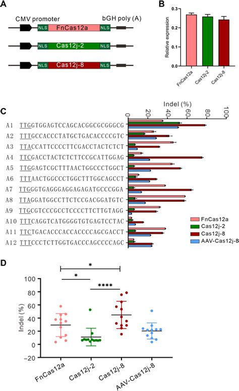 A Highly Specific Crispr Cas12j Nuclease Enables Allele Specific Genome