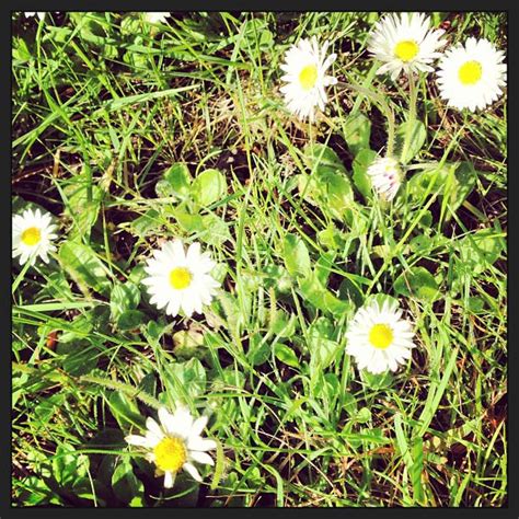 Daisy By Chat0yancy On Deviantart