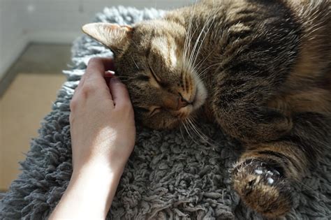 Premium Photo Owner Strokes His Sleeping Cat
