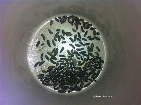 Possum Poo Droppings Difference Between Rat And Possums Droppings