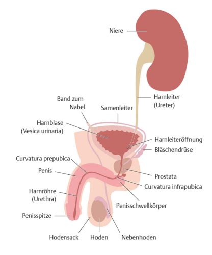 Pathologie Urologie Karteikarten Quizlet