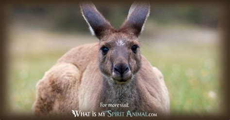 Kangaroo Symbolism And Meaning Kangaroo Spirit Totem And Power Animal
