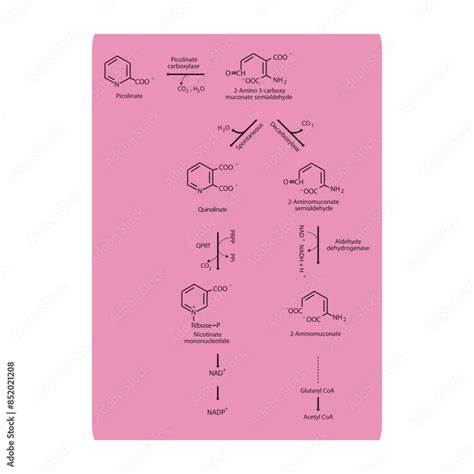Diagram Showing Biosynthesis Of Kynurenine From Tryptophan Via