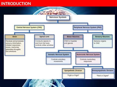 Brain Structure And Its Function Class 10 Pptx Brain And Nervous