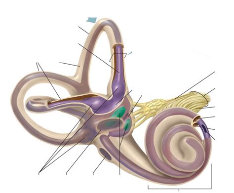 Lab Final Slides Diagram Quizlet