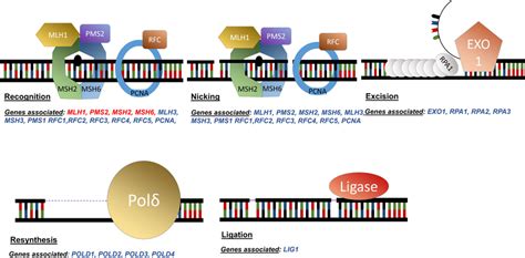 Mismatch Repair Pathway Major Steps With Genes Associated Genes In Red