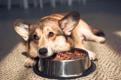7 Best Dog Food Toppers For Tastier Meals 2025 Reviews