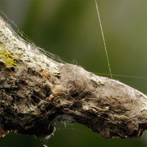 The Fascinating World Of Jumping Spiders Insektenliebe