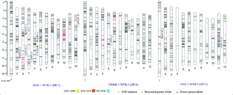 The Genetic Map Representing The Distribution Of Polymorphic Snp