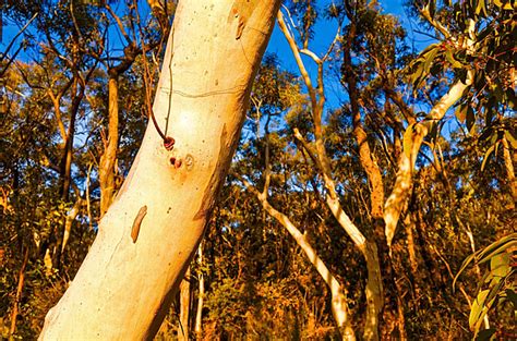 Eucalyptus Trees In The Australian Bush Eucalyptus Eucalyptus Tree Awe