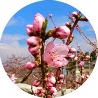 いちご狩り山梨の桃ぶどうりんごいちご狩りお食事処見晴し園
