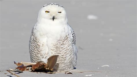 Snowy Owl Eating Lemming