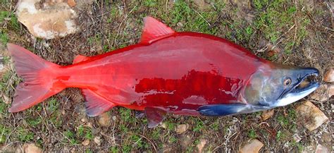 Wild King Salmon Vs Sockeye At Casey Madison Blog