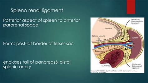 Anatomy Of Peritoneal Spaces Pptx Reproductive Health Diseases And Conditions