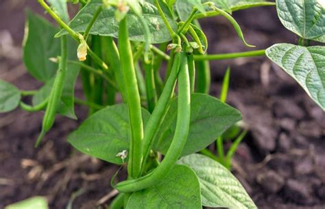 Articole Despre Fasole Pastai Aflacum Ro