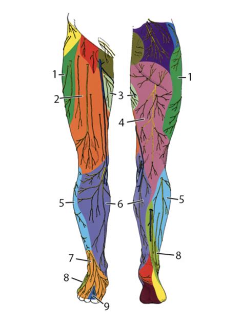 Peripheral Sensory Of The Lower Limb Diagram Quizlet