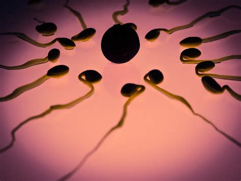 10 Fakten über Sperma Die Dich überraschen Werden Wellnessino