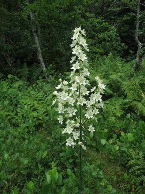 Veratrum Virginicum Melanthium Virginicum